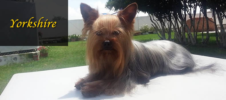 ESTÁNDAR RACIAL YORKSHIRE TERRIER