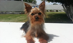 ESTÁNDAR RACIAL YORKSHIRE TERRIER